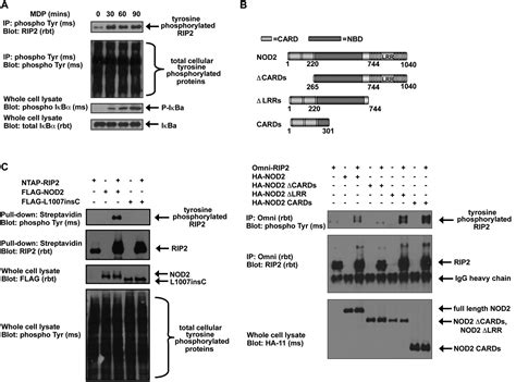 Inhibition Of Rip2s Tyrosine Kinase Activity Limits Nod2 Driven Cytokine Responses