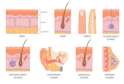 Human Integumentary System Set 25803817 Vector Art At Vecteezy