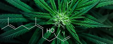 Cannabis Terpenes Nerolidol—a Versatile Sesquiterpene Rqs Blog