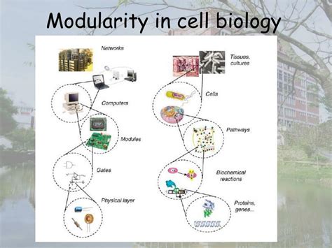 Ppt Modularity In Biological Networks Powerpoint Presentation Free