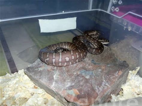 Python Bredli Roupy 02590 Animaux