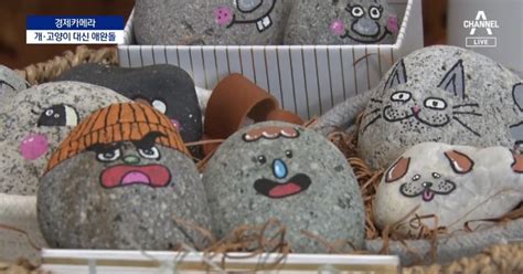 [경제카메라]반려견 대신 반려돌멩이…커지는 이색 반려시장