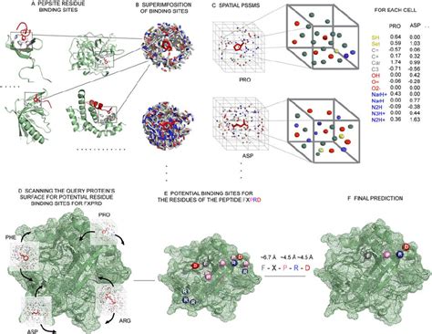 Overview Of The Method A A Training Dataset Of Protein Peptide Download Scientific Diagram