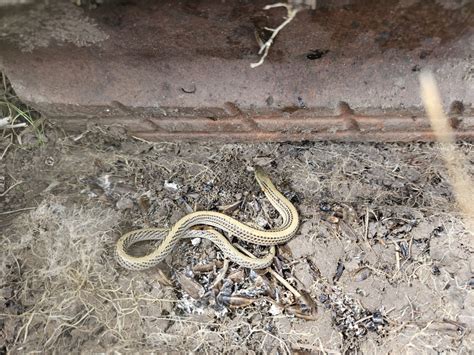 Striped Legless Lizards