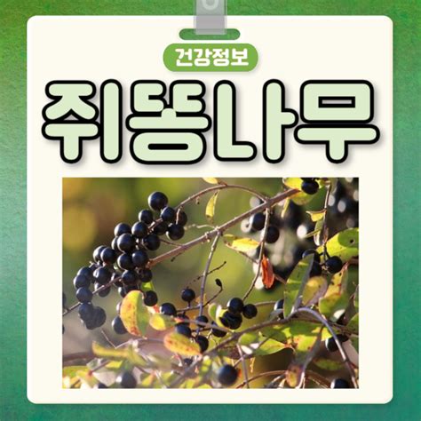 쥐똥나무 열매 효능 부작용 쥐똥나무 먹는 법 네이버 블로그