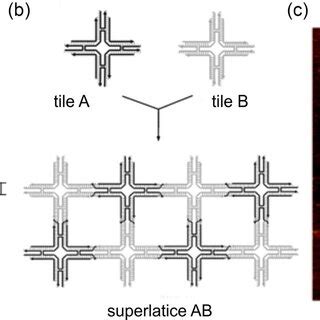 Schematic Representation Of Possible DNA And RNA Structures In Nature Download Scientific