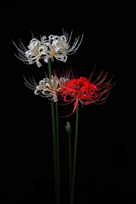 Red Spider Lily Wallpaper Purple Flowers Background