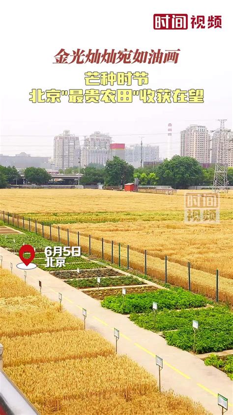 金光灿灿宛如油画 芒种时节 北京最贵农田收获在望 凤凰网视频 凤凰网