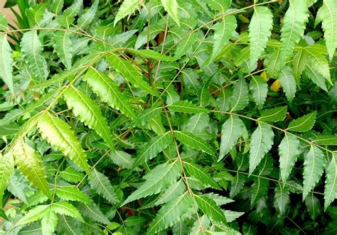Non Gmo Neem Plant Seeds For Growing Beneficial Trees