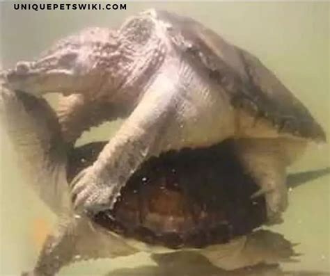 Snapping Turtle Mating Season 5 Important Things To Note