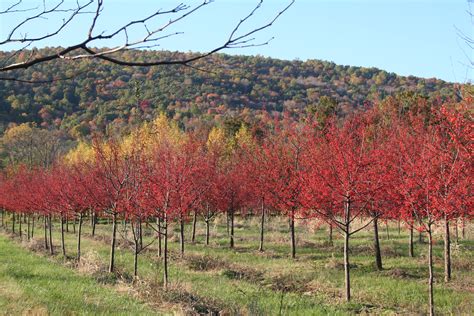 Snowdrift Crabapple Fall Shade Tree Farm Shade Tree Farm