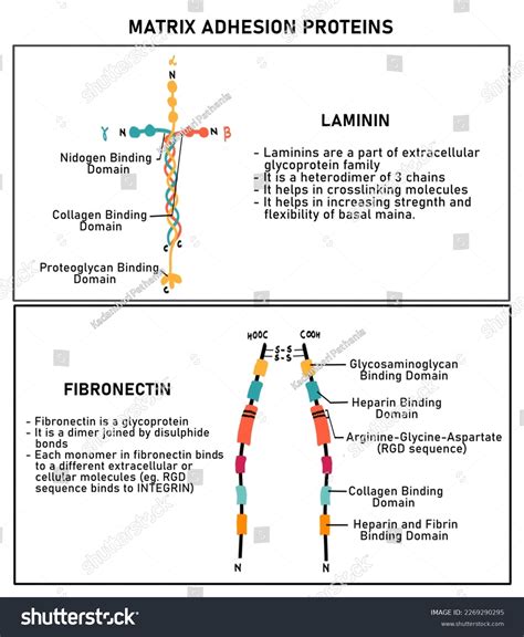 Extracellular Matrix Diagram