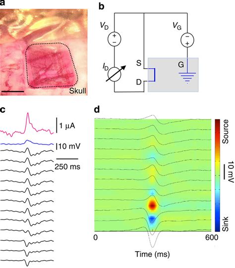 Validation In Wistar Ratsa Optical Micrograph Of The Ecog Probe