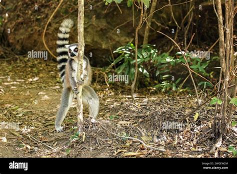 Madagascar Endemic Ring Tailed Strepsirrhini Lemur Catta In Natural