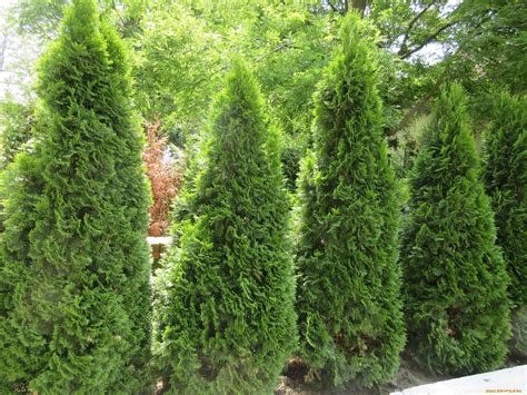 Обои Природа Деревья обои для рабочего стола фотографии природа деревья весна 2018 Обои для