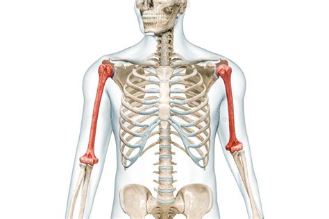 Humerus Arm Bone In Red Color With Body 3D Rendering Illustration