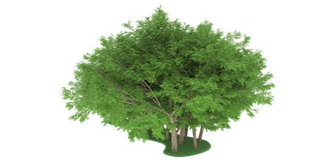 Page 2 Tree Plan Pngs For Free Download