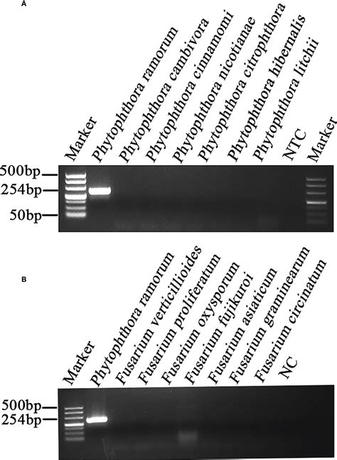 Frontiers Crisprcas12a Based Approaches For Efficient And Accurate Detection Of Phytophthora