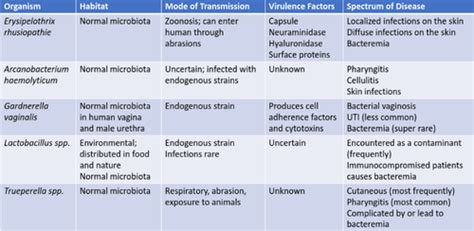 Erysipelothrix Lactobacillus And Similar Organisms Flashcards Quizlet