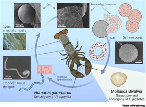 Crayfish Life Cycle Diagram