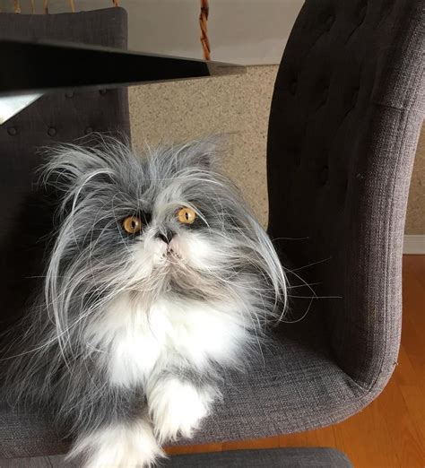 Кошки похожие на людей порода картинки и фото Koshka Top