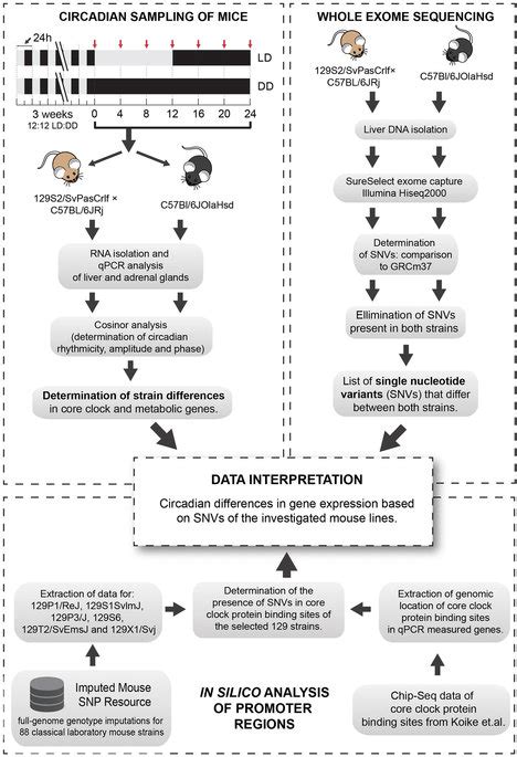 Experimental Workflow Different Parts Of Experimental Methods Used To Download Scientific