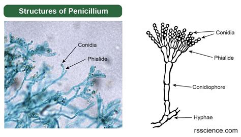 The Biology Of Molds Moulds Classification Characteristics