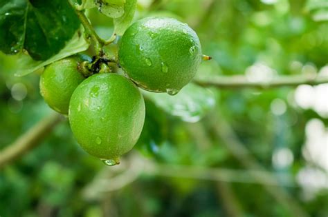 나무에 라임의 샷을 닫습니다 선택적 초점 라임은 일종의 과일입니다 그 결과 태국 음식 스타일을 요리하는 것은 매우 신맛이 난다 0명에 대한 스톡 사진 및 기타 이미지