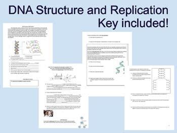 DNA Structure And Replication By Mrs Esser S Science Spot TPT