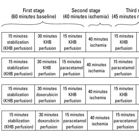 Schematic Protocol Based On The Experimental Group Isolated Hearts