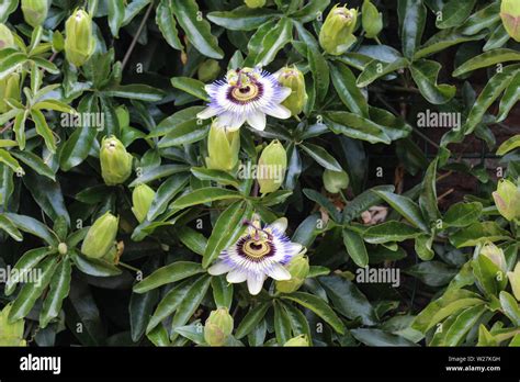 Close Up Of Passiflora Caerulea The Blue Passionflower Bluecrown Passionflower Or Common