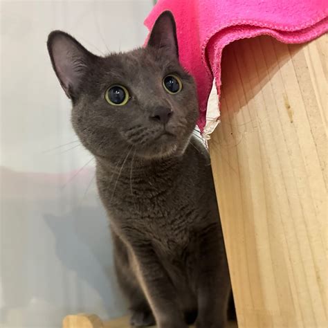 러시안블루 까미 고양이 책임분양 ♥ 아이조아 유기방지입양 파양 강아지보호소 고양이보호소 무료분양센터