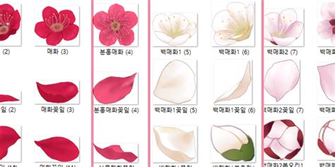클튜브러쉬 매화 4종 통합 꽃 봉오리 꽃잎 원경 포스타입 포스트