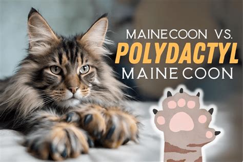 Maine Coon Vs Polydactyl Maine Coon Love Maine Coon