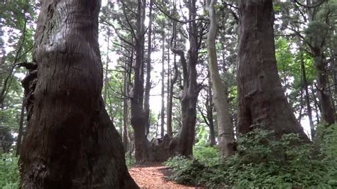 幻想の森巨木群生地 山形県戸沢村 YouTube