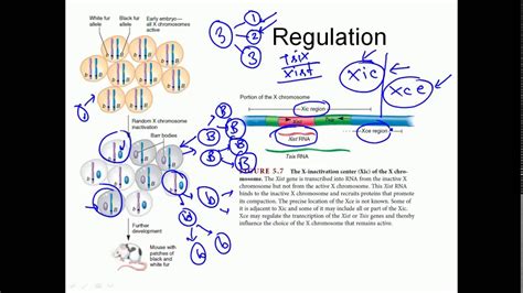 X Chromosome Inactivation
