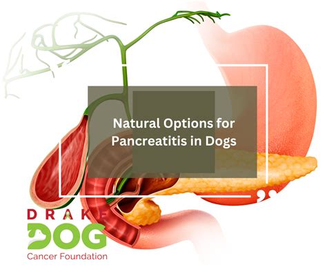 Natural Options For Pancreatitis In Dogs Drake Dog Cancer Foundation