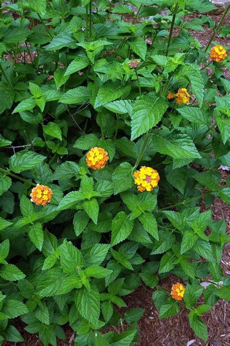 How To Grow And Care For Lantana Flowers Gardeners Path