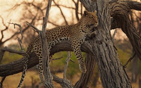 Leopard In A Tree Wallpaper Animal Wallpapers 42904