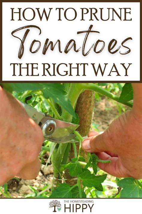 How To Prune Tomatoes The Right Way How To Prune Tomatoes The Right Way