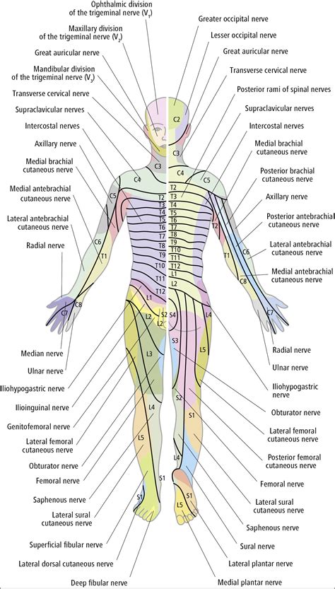 Peripheral Nerve Artofit