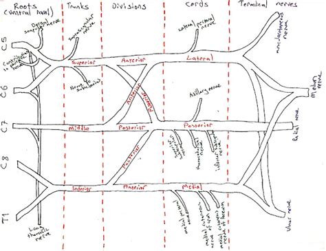 Brachial Plexus Best Drawing Drawing Skill