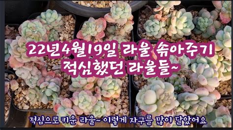 2년 전에 솎아주기하면서 적심했던 라울들이 이렇게 잘 컸어요~ 자구를 달았지요 키핑장 다육이들 살피다가 라피네철화 대품 일부가 무너진 것을 뒤늦게 확인했습니다 Youtube