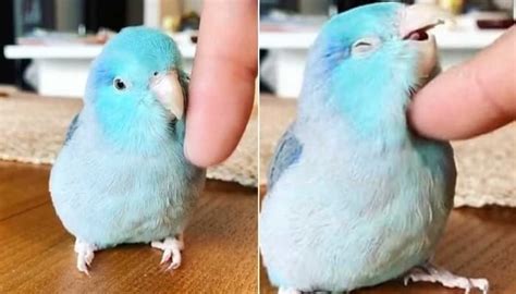 하늘색 깃털에 둥글고 귀여운 몸집 가진 유리앵무 손으로 쓰담쓰담했더니 실제로 생긴 일