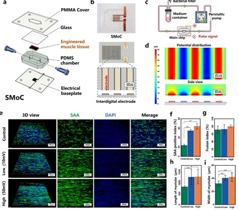 Electrospinner Skeletal Muscle Scaffold Module 3d Printing To Build Macroscopic Framework And