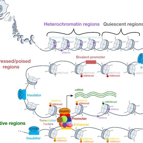 An Overview Of Different Types Of Regulatory Elements And How They Download Scientific Diagram