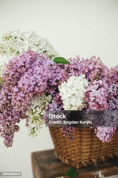 나무 의자에 고리 버들 바구니에 아름다운 라일락 꽃 시골 배경의 봄 소박한 정물 집에서 보라색과 흰색 라일락 구성 행복한 어머니의 날 0명에 대한 스톡 사진 및 기타 이미지
