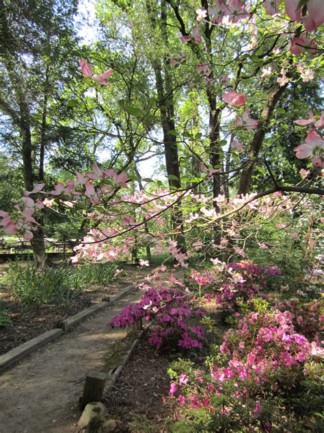 무료 이미지 경치 나무 자연 봄 공원 식물학 정원 플로라 꽃들 관목 진달래 식물원 삼림지 마당 꽃 피는 식물 우디 식물 육상 식물