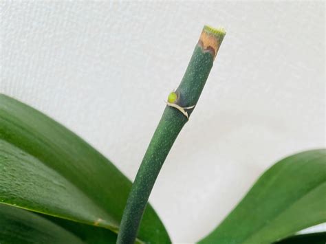 胡蝶蘭の花が終わった後の育て方｜枯れた後のお手入れは？どこを切ると二番花が咲く？｜🍀greensnap（グリーンスナップ）