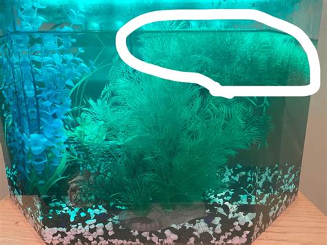 Floating Grass Platform Rafricandwarffrog